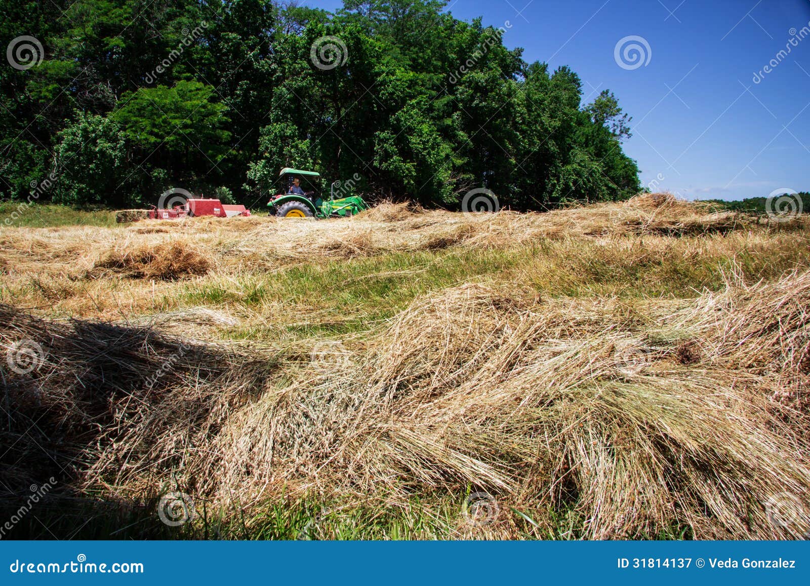 Farmer Bales Hay stock image. Image of haying, rural - 31814137