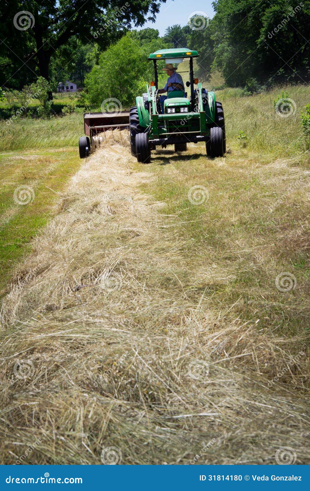 Farmer Bales Hay stock photo. Image of field, farm, country - 31814180
