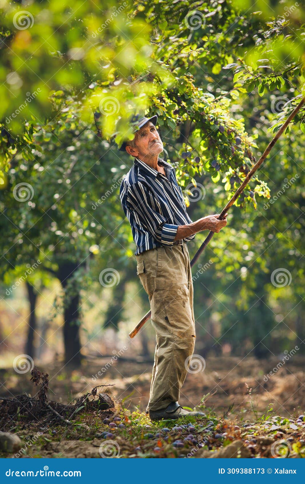 Farmer beating down plums stock image. Image of delicious - 309388173