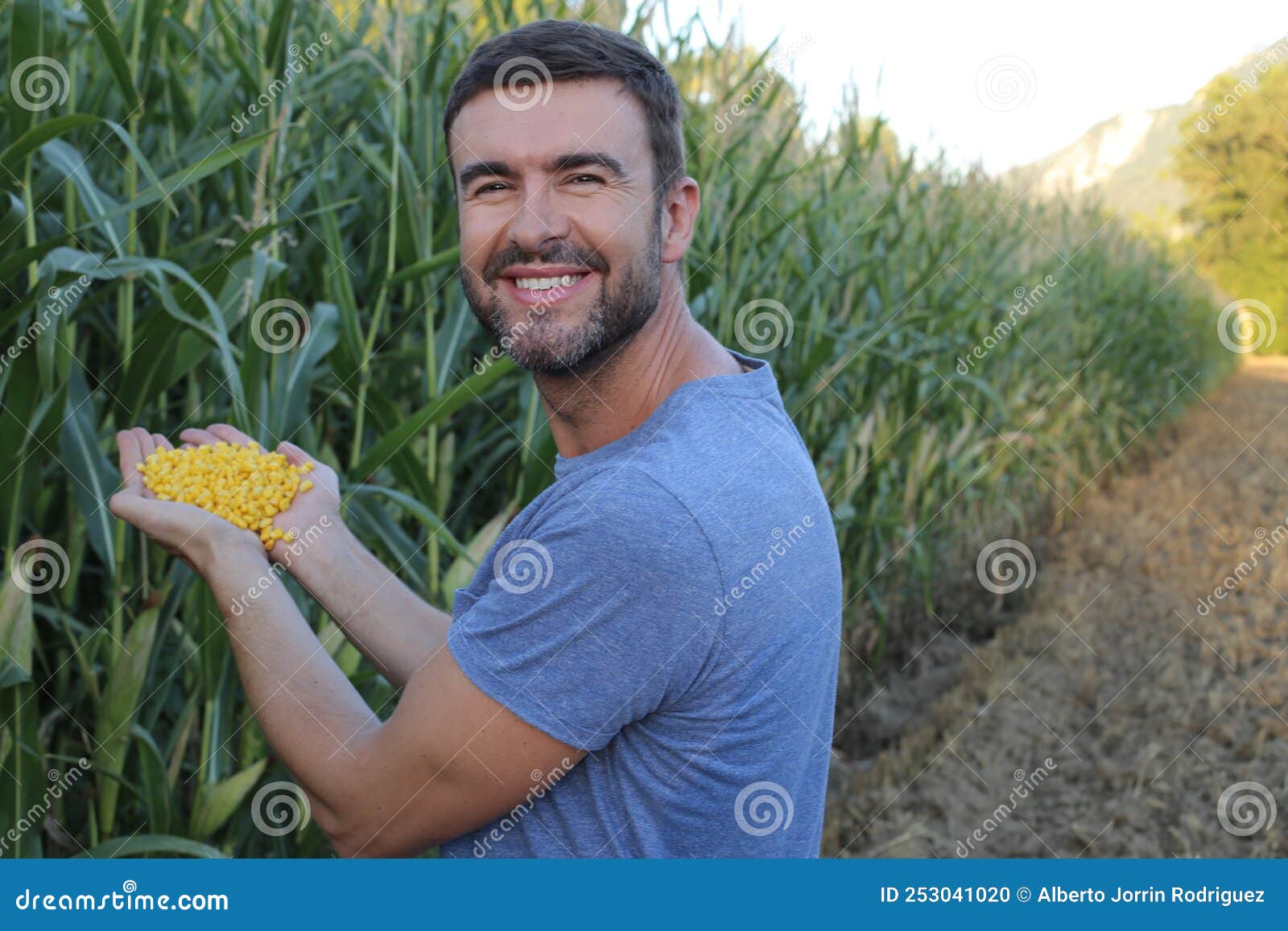 Farmer in Beautiful Corn Fields Stock Photo - Image of growth ...