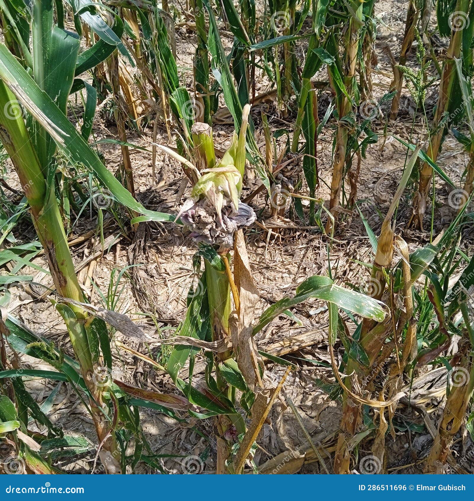 Drought Damage in Corn, Maize Field Stock Photo - Image of crops, grain ...