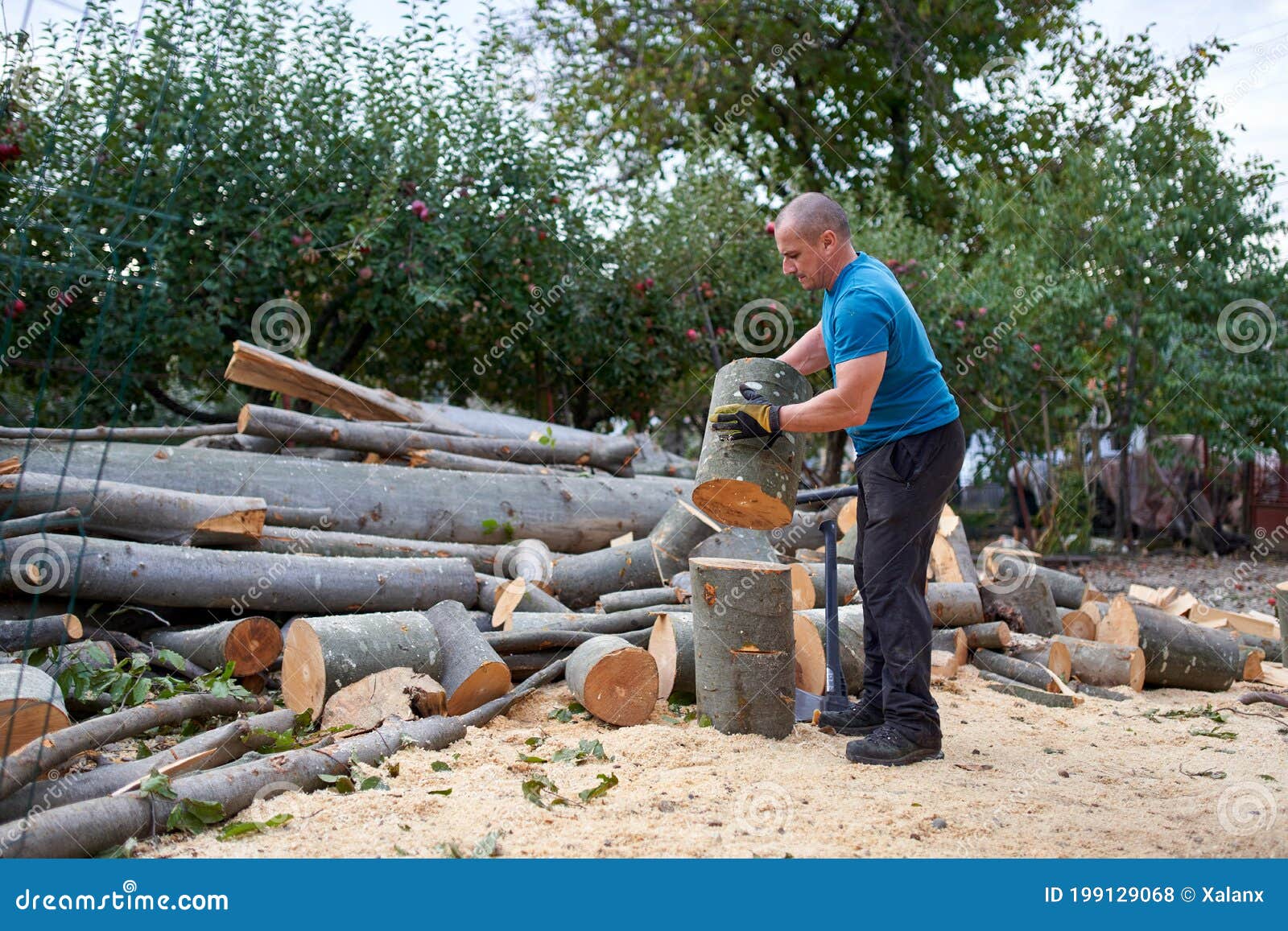 Farmer splitting logs stock photo. Image of people, material - 199129068
