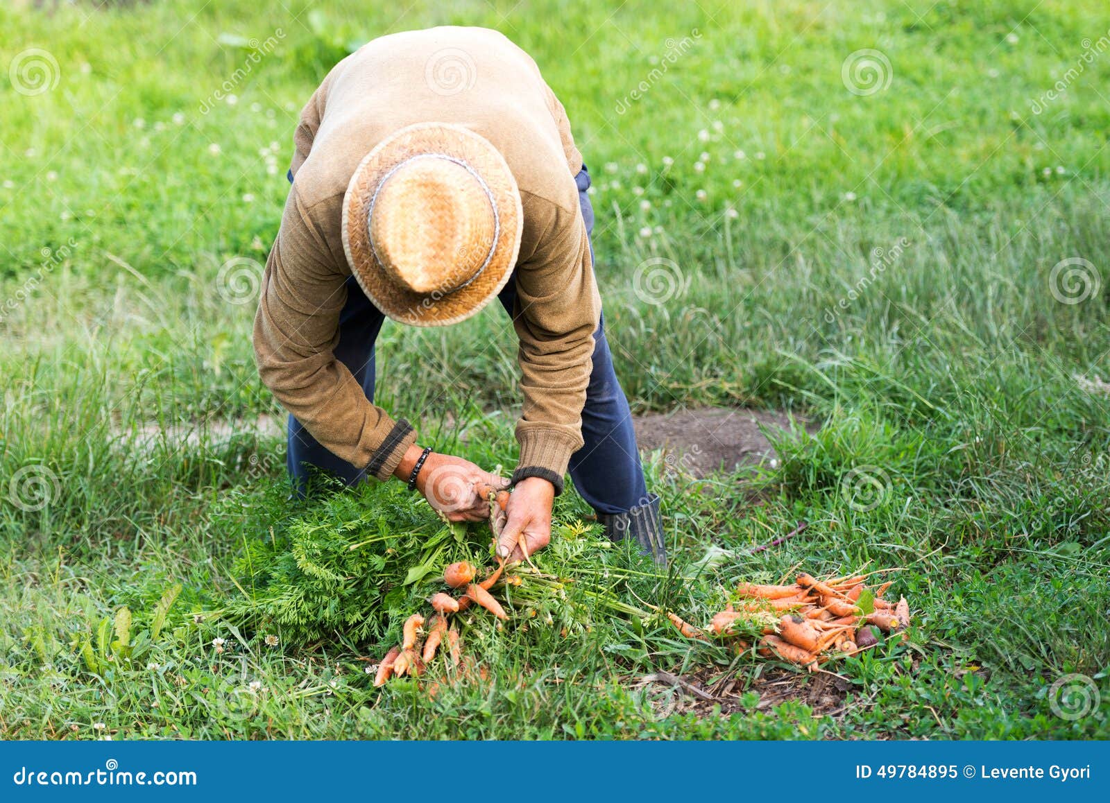 Farmer and bio carrots stock image. Image of dinner, healthy - 49784895