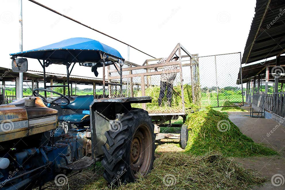 Farmer Bring Grass for Cows Stock Photo - Image of healthy, ranch: 40306180