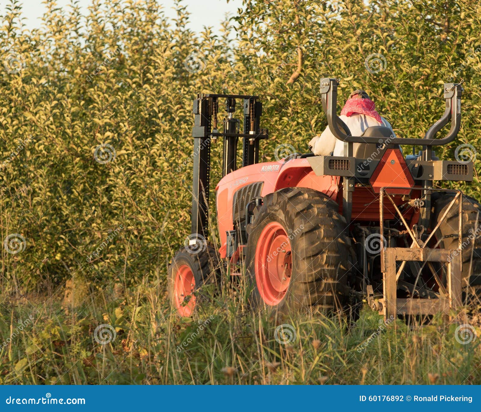 Farmer Bringing Apples Stock Photos - Free & Royalty-Free Stock Photos ...