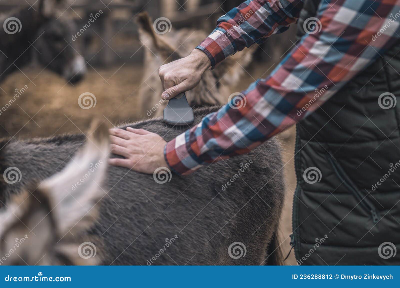 Farmer Brushing Animals on a Farm Stock Photo - Image of cleaning ...