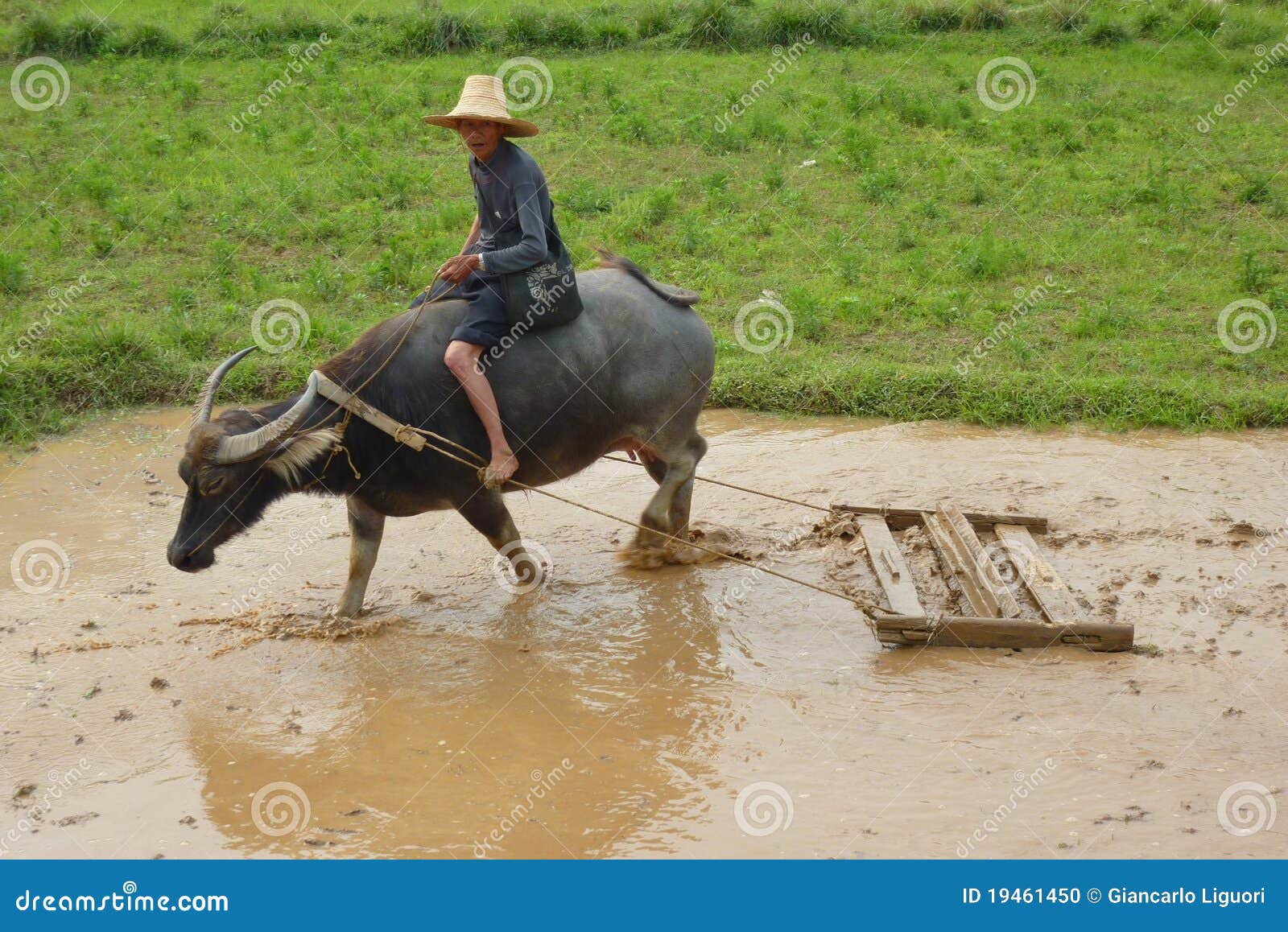 Farmer and Buffalo in the Rice Planting, China Editorial Image - Image ...