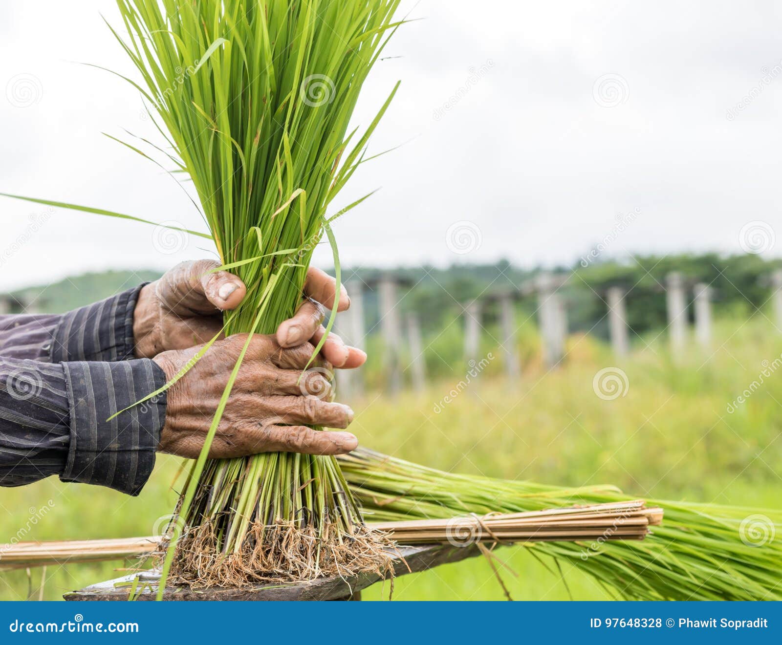 Farmer Bundle of Rice in Farm Rice Stock Photo - Image of female ...