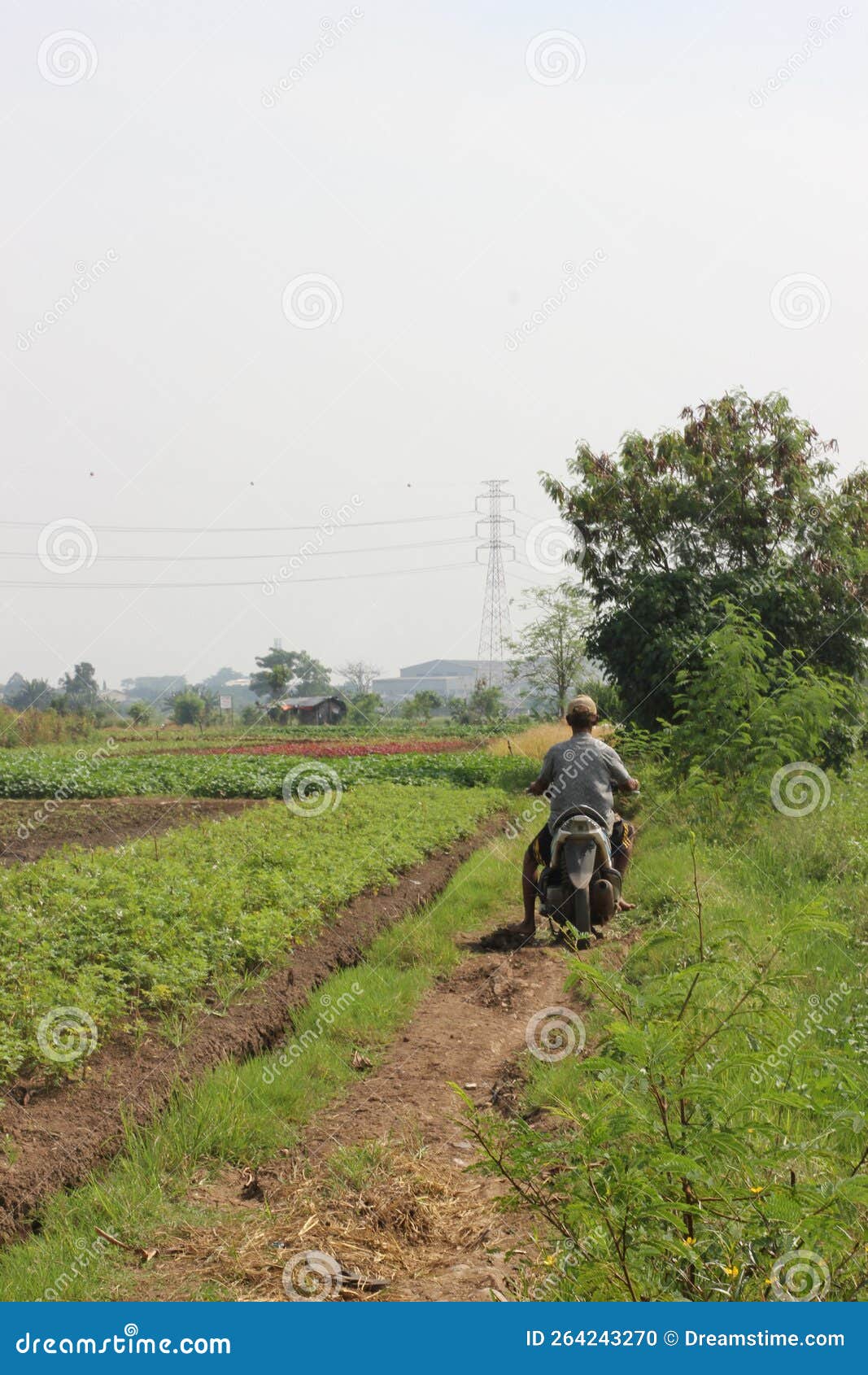 Farmer in bycycle stock photo. Image of motorcycle, farm - 264243270
