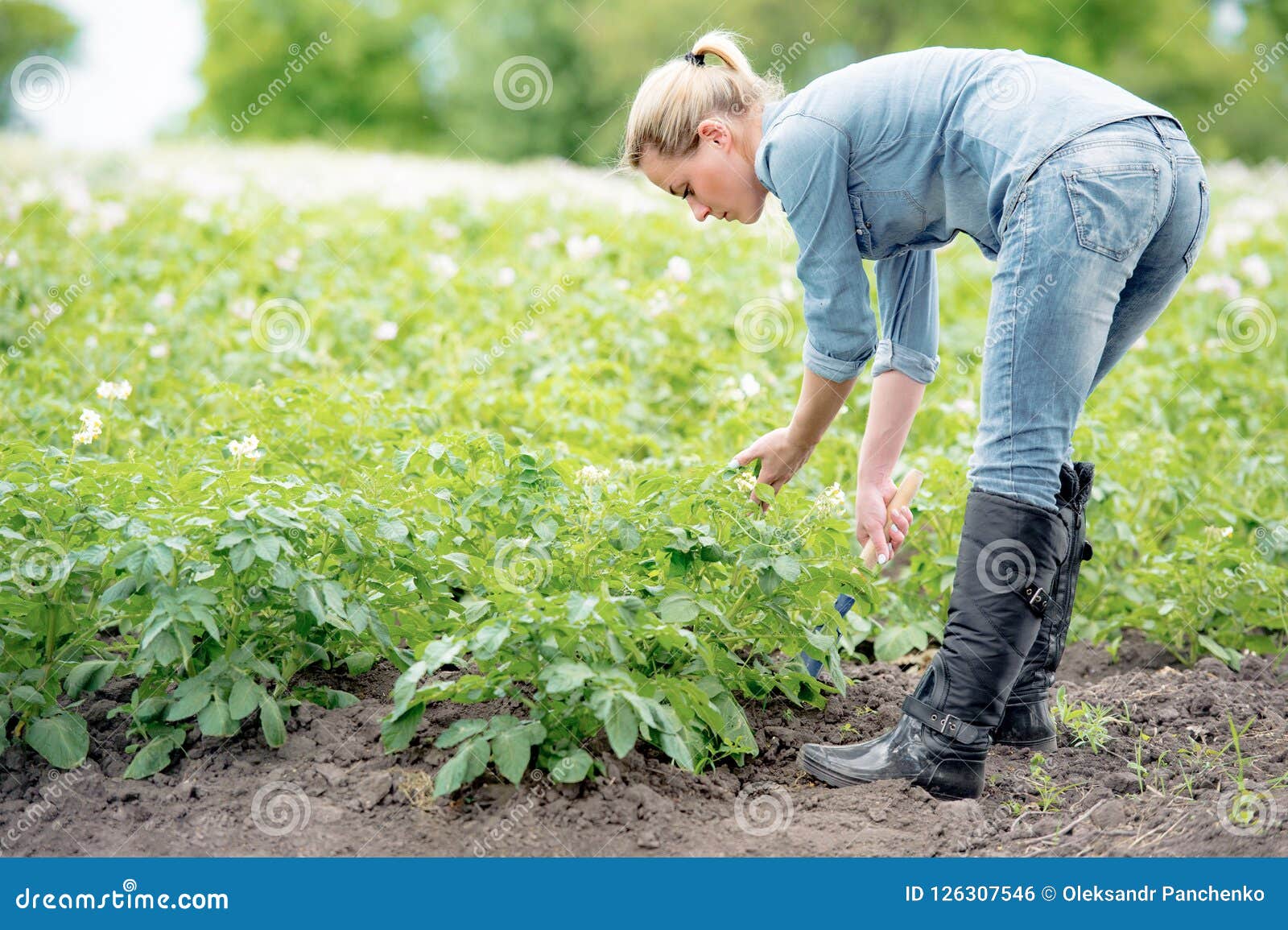 Farmer Caring for the Growing Crop Stock Photo - Image of exterminator ...