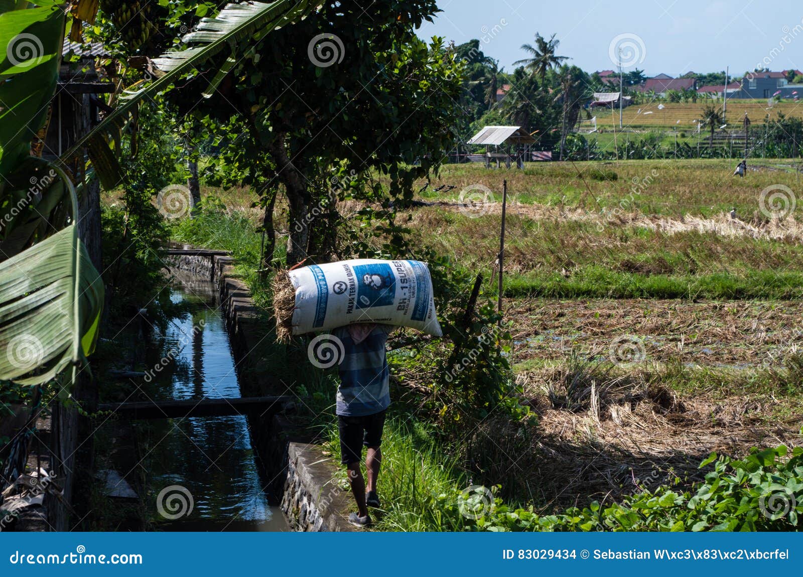 Farmer Carrying a Sack of Rice Editorial Stock Image - Image of people ...