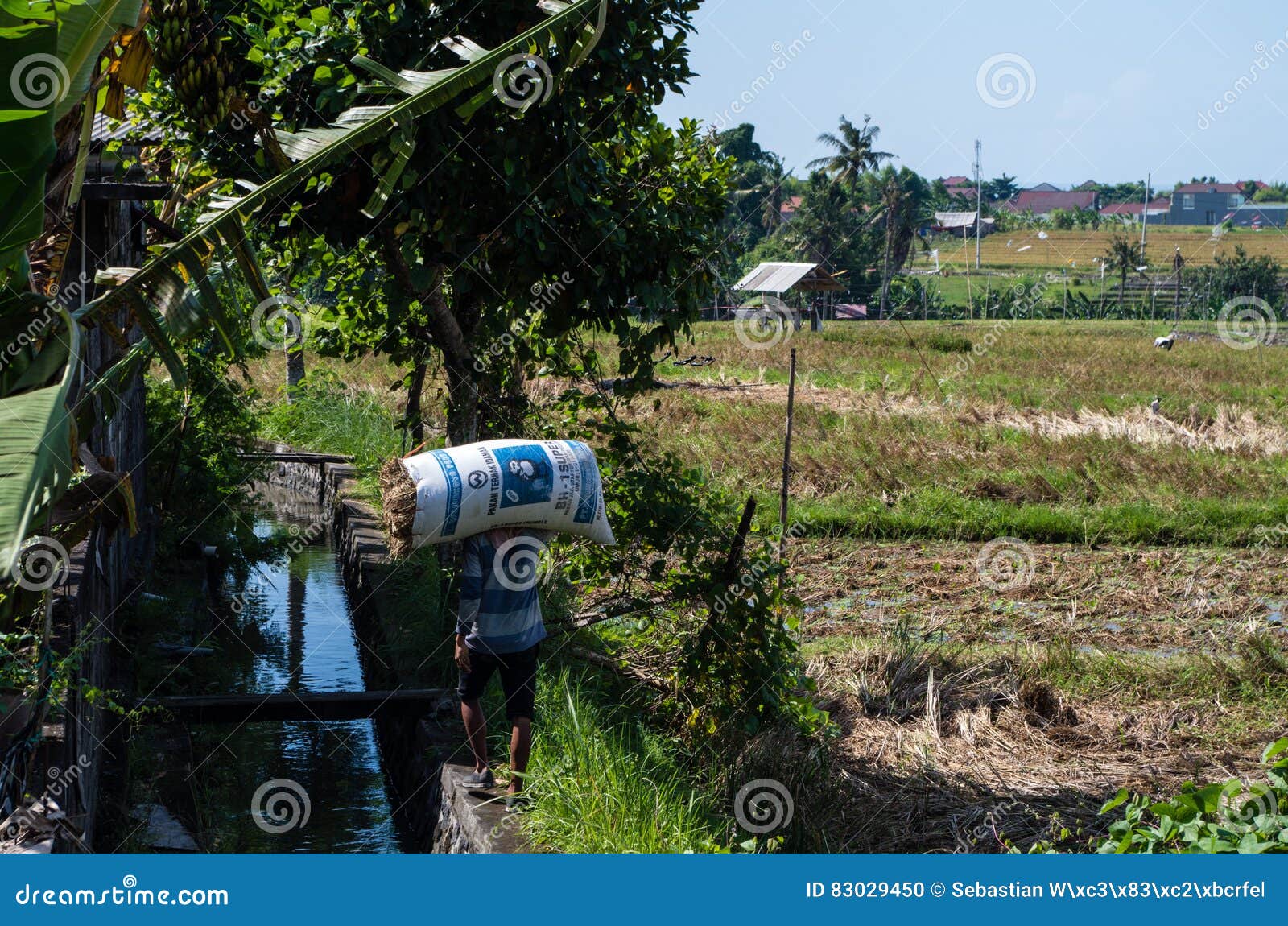 Farmer Carrying a Sack of Rice in Canggu Editorial Image - Image of ...
