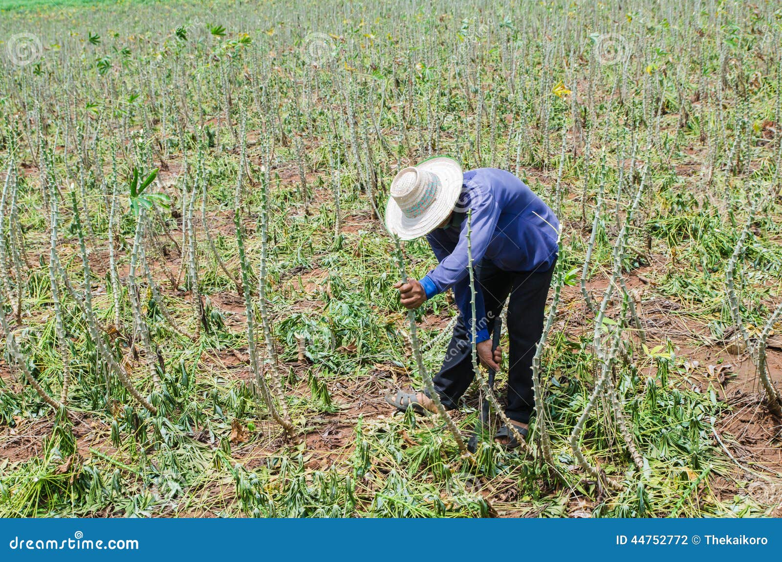 Farmer in Cassava Farm Field Stock Photo - Image of countryside ...