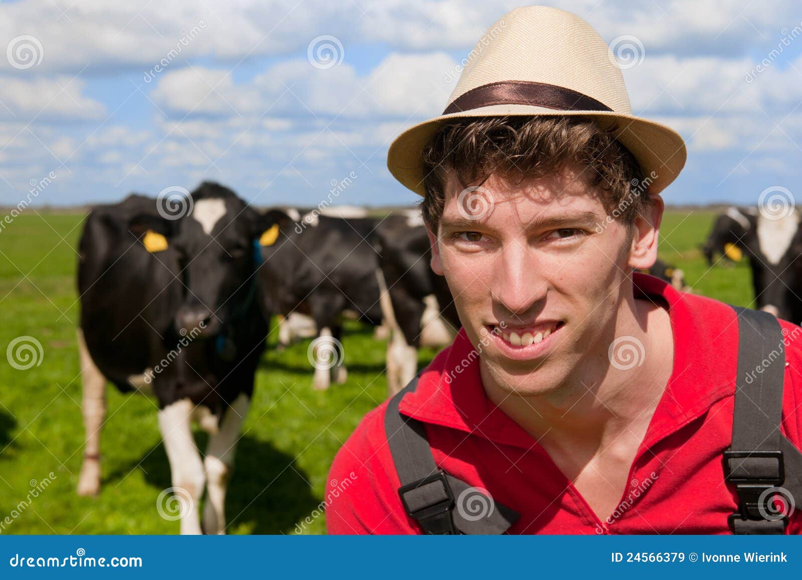 Farmer with cattle cows stock image. Image of straw, typical - 24566379