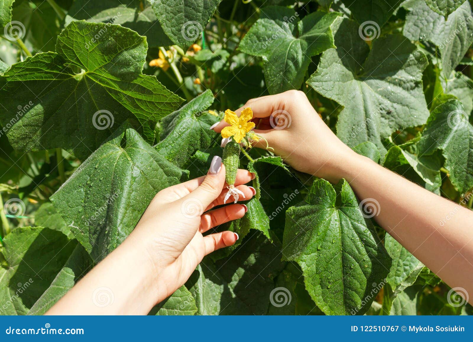 Farmer Check Fresh Cucumber after Rain in Field Stock Image - Image of ...