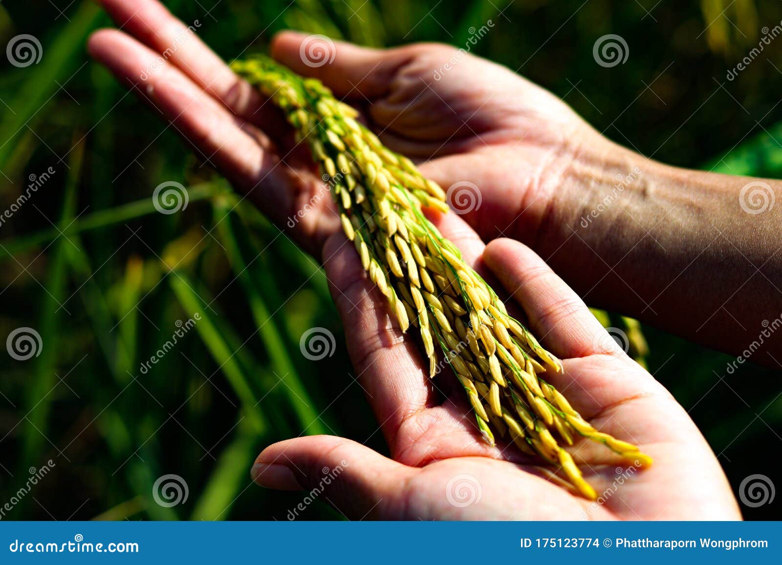Farmer check rice. stock photo. Image of harvest, farmer - 175123774