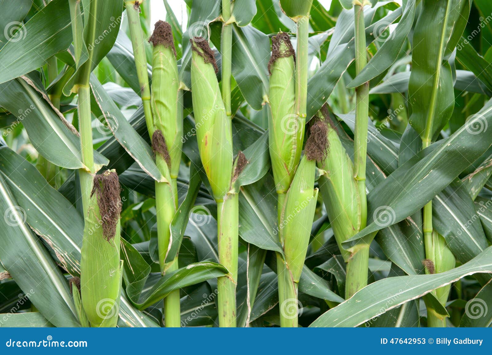 Row of corn on stalk stock image. Image of inspection - 47642953