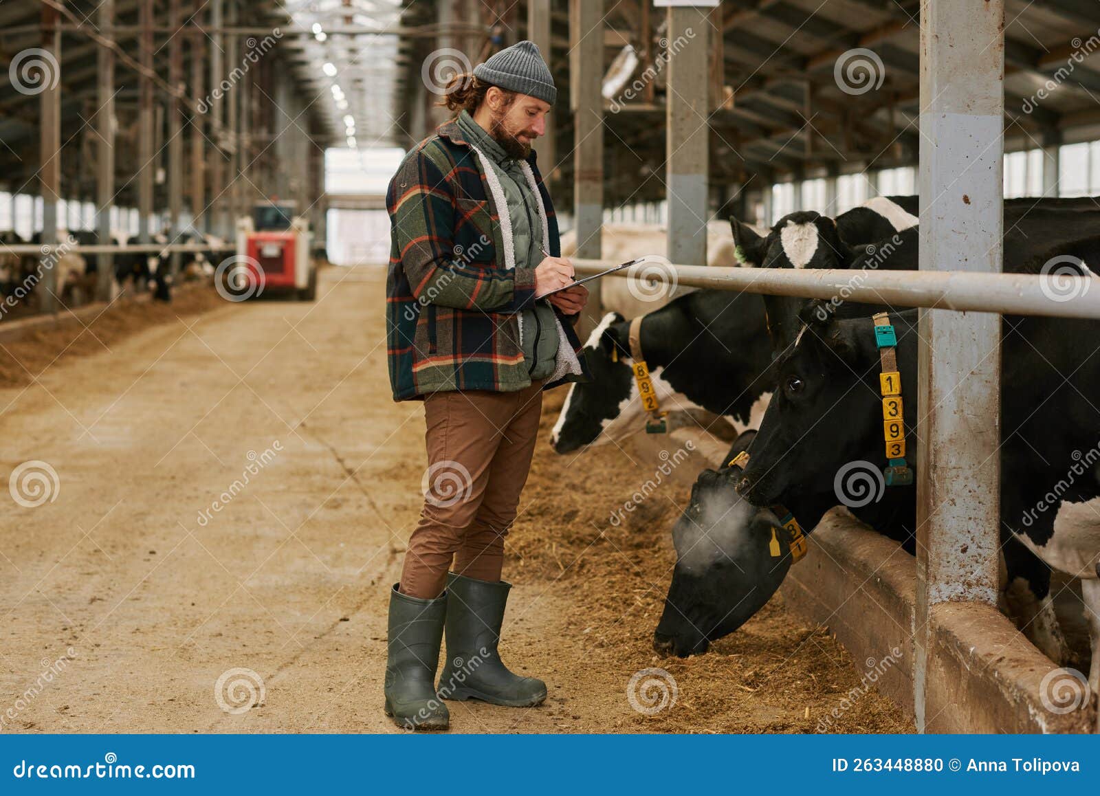 Farmer Writing Information about Status of Cows Stock Photo - Image of ...