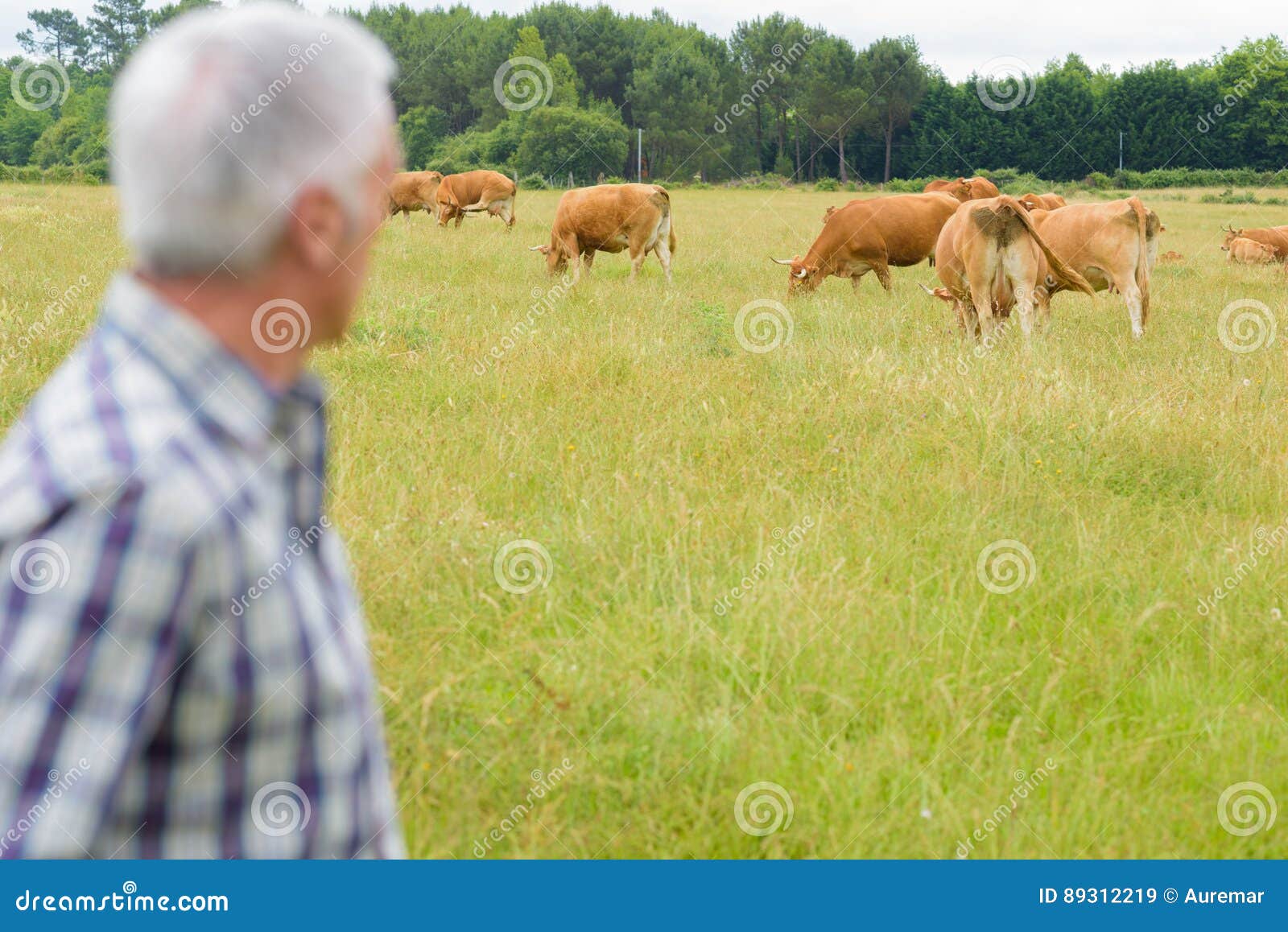 Farmer Checking Herd Cattle Stock Image - Image of pasture, mammal ...
