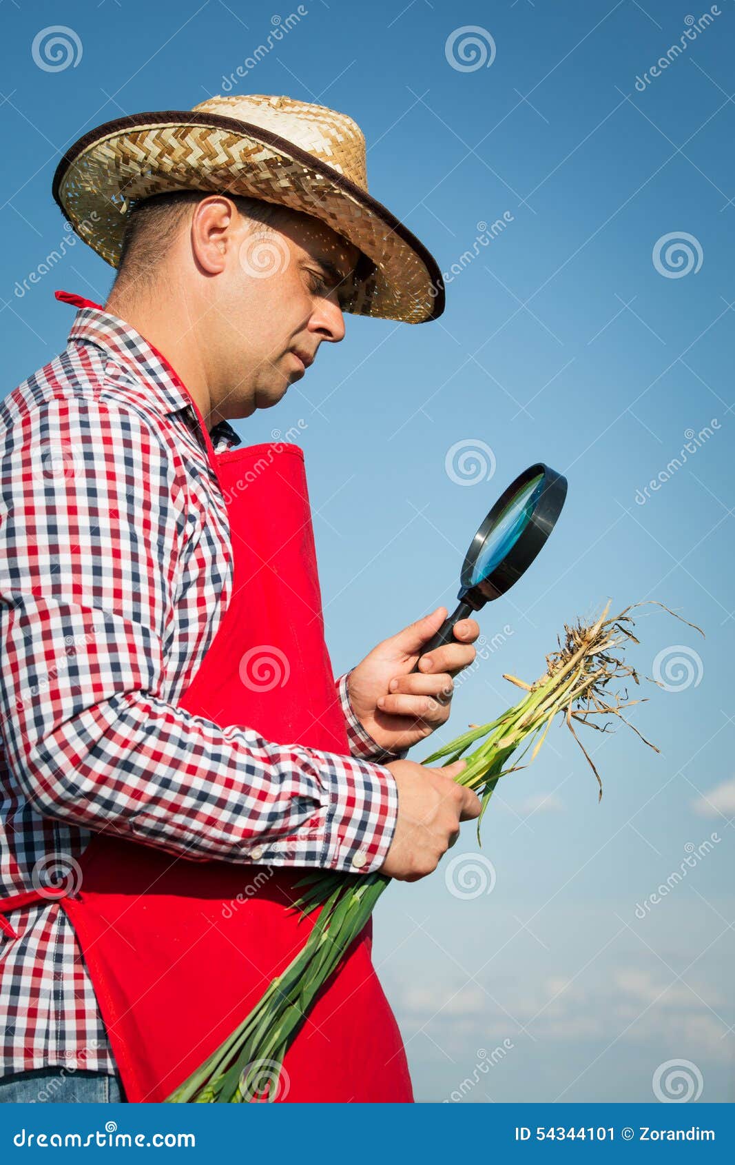 Farmer checking his crops stock image. Image of countryside - 54344101