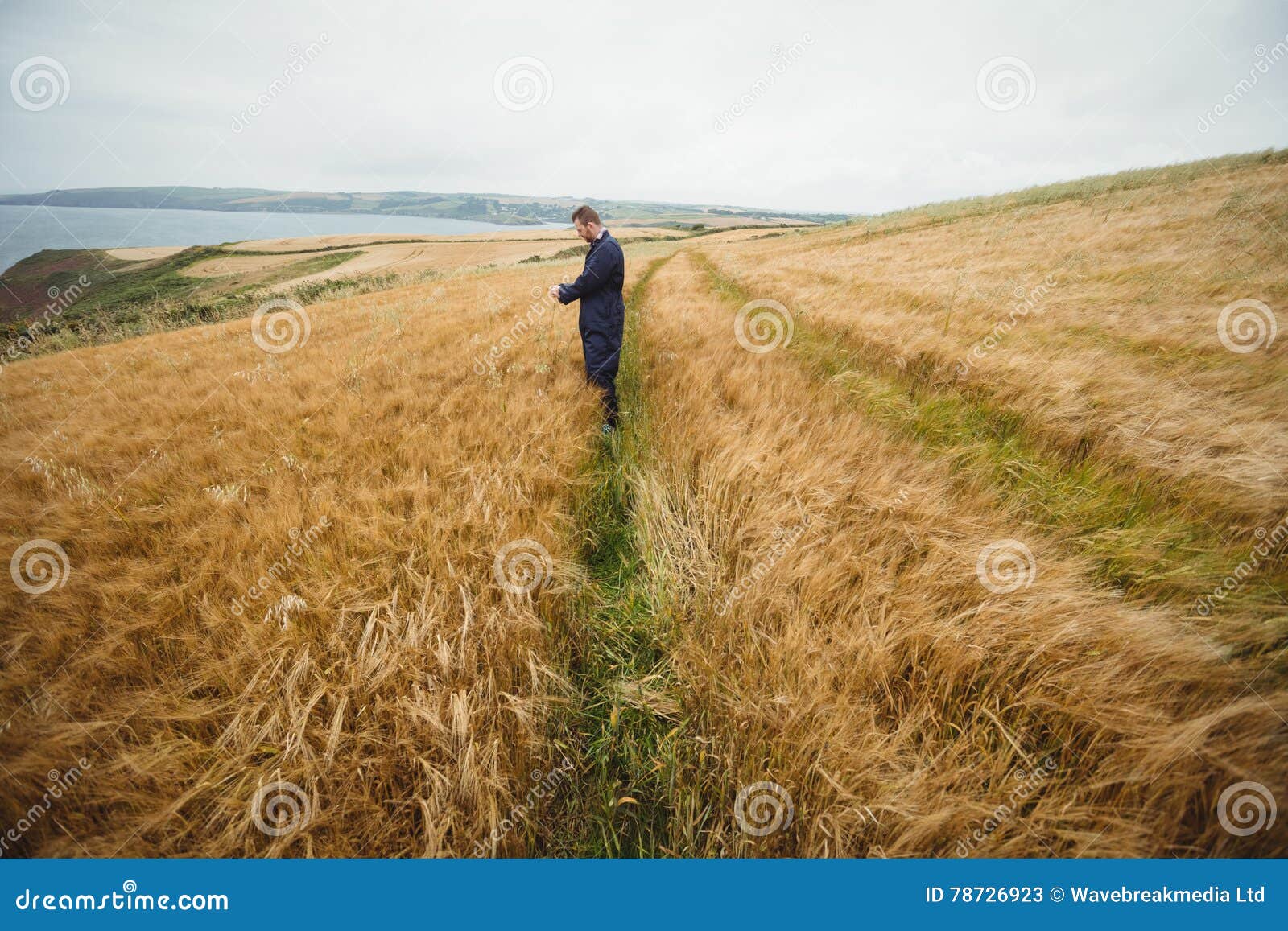Farmer Checking His Crops in the Field Stock Image - Image of cloud ...