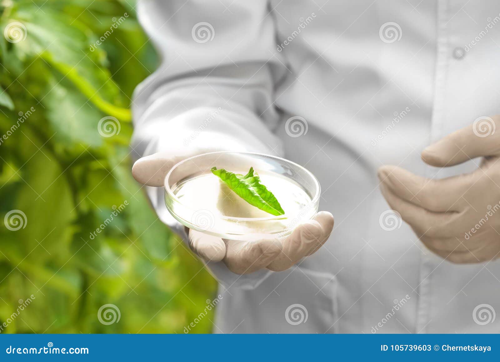 Farmer Checking Leaf of Plant Stock Image - Image of botany, industry ...