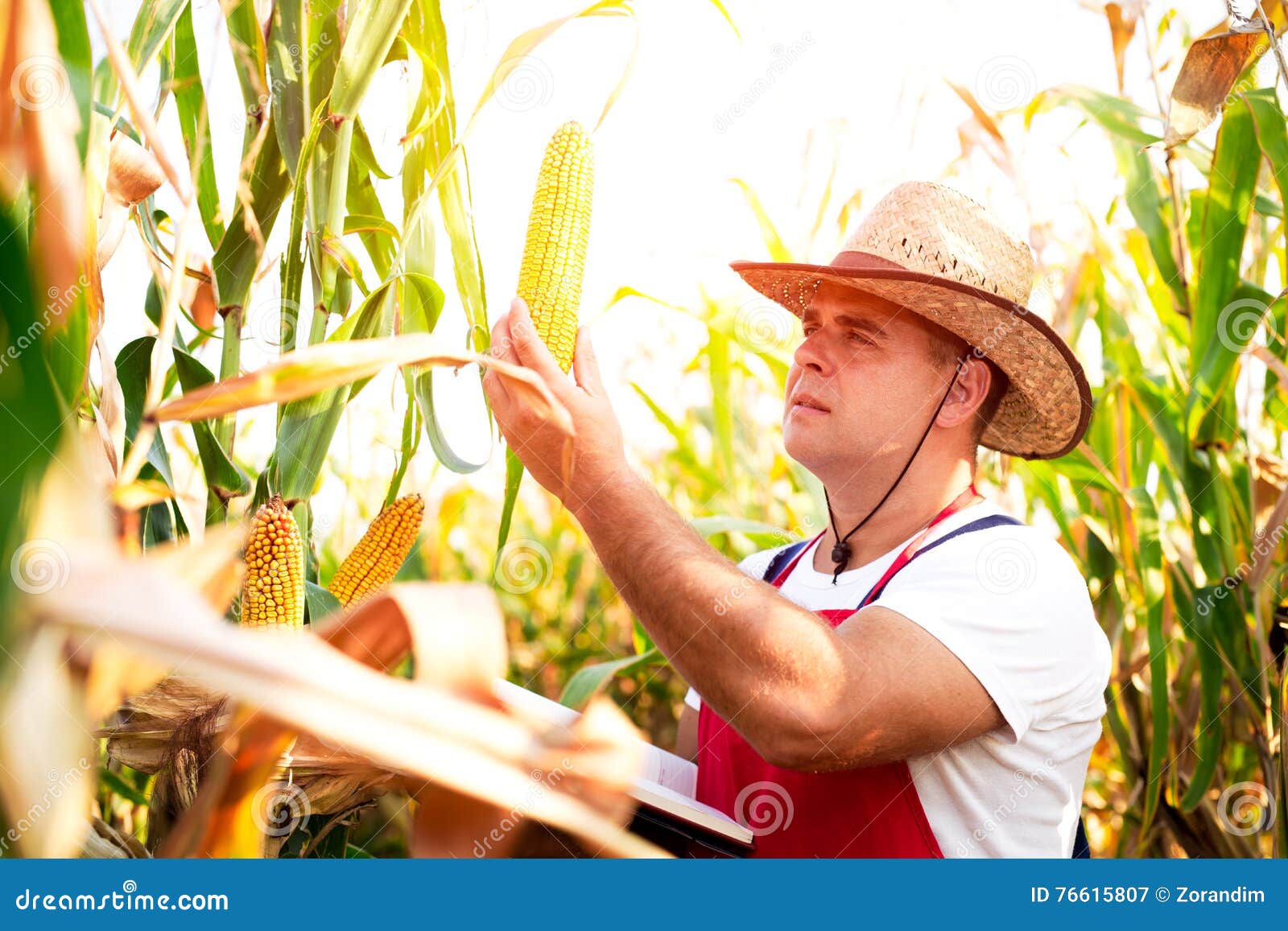 Farmer Checking the Quality of the Corn Crops Stock Image - Image of ...