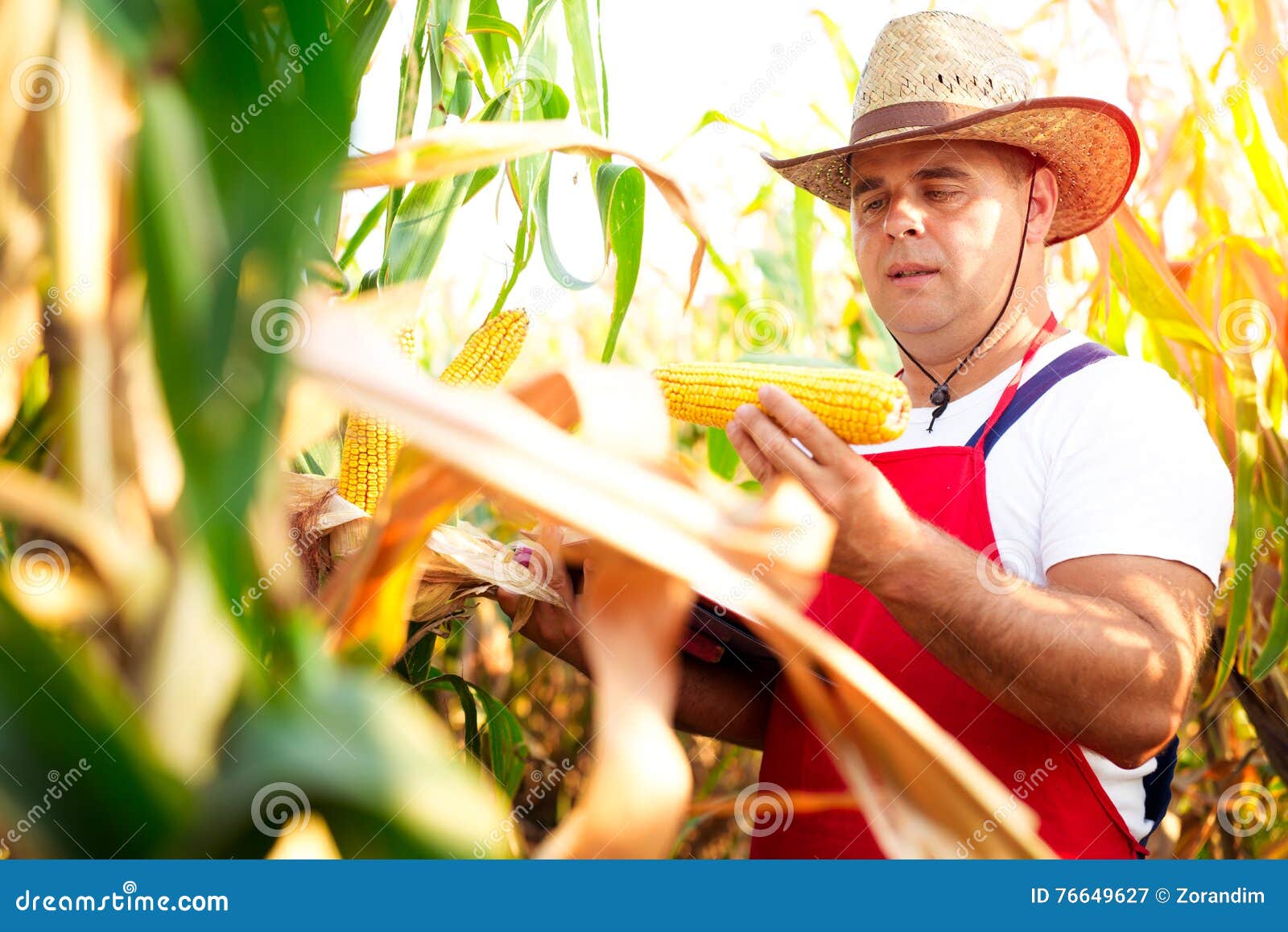 Farmer Checking the Quality of the Corn Crops Stock Image - Image of ...