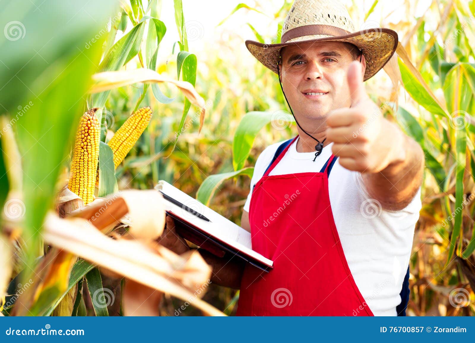 Farmer Checking the Quality of the Corn Crops Stock Image - Image of ...