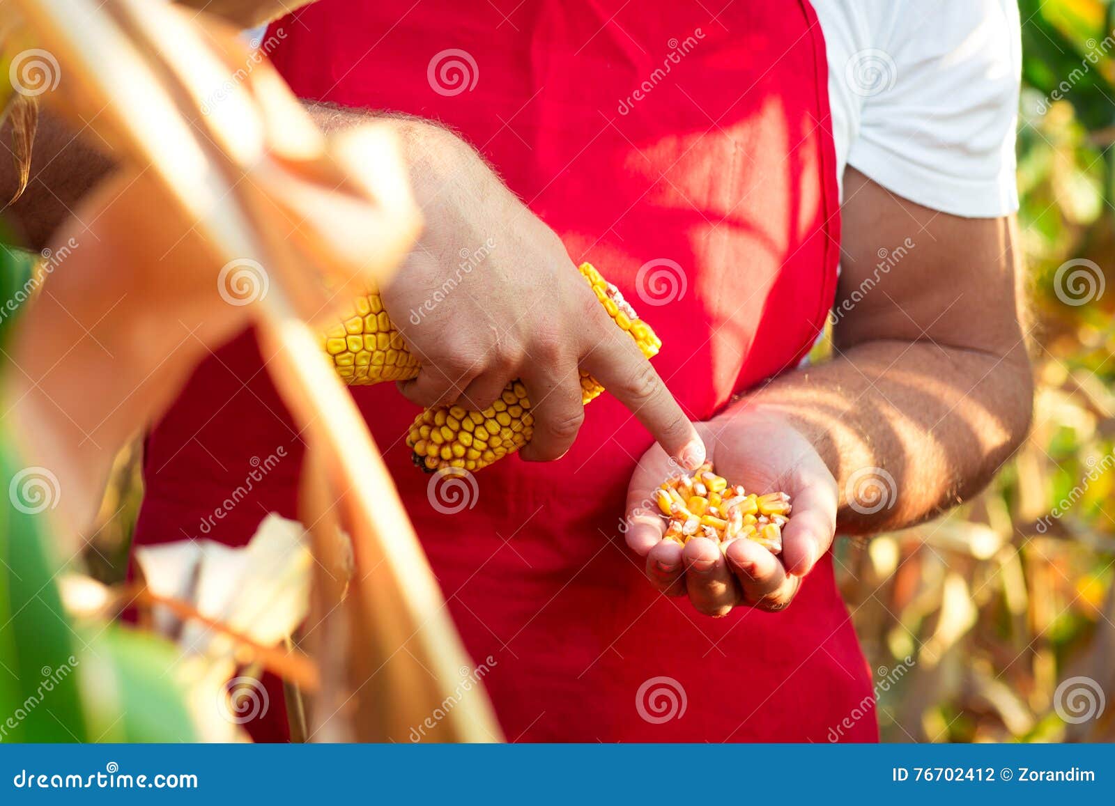 Farmer Checking the Quality of the Corn Crops Stock Photo - Image of ...