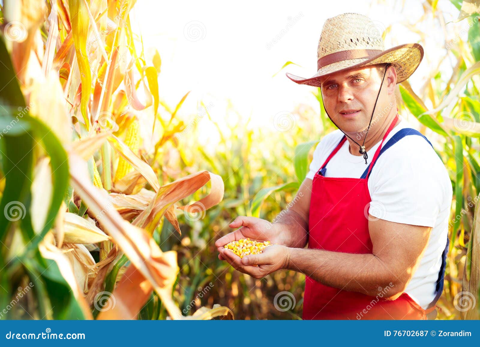 Farmer Checking the Quality of the Corn Crops Stock Image - Image of ...