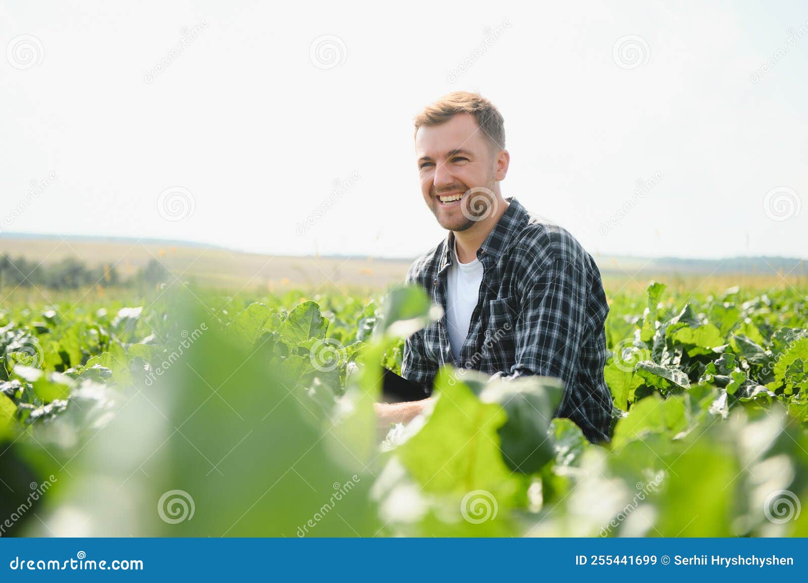 Farmer Checking the Quality of the Crop in a Field of Sugar-beet ...