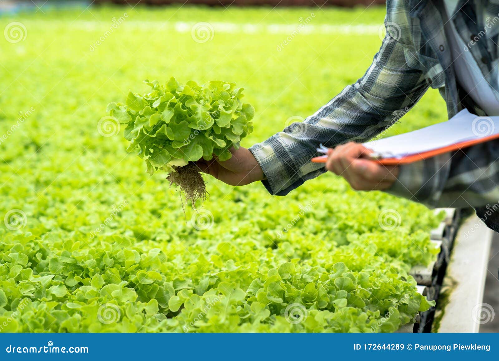 Farmer Checking Quality of Vegetables Stock Image - Image of background ...