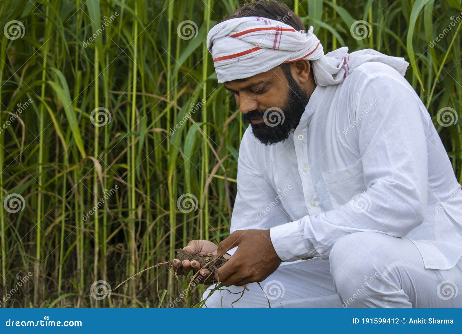 Farmer Checking Soil in Fodder Field Stock Photo - Image of green, jwar ...