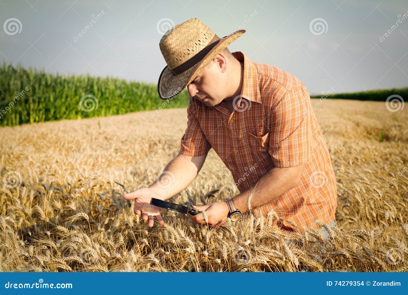 Farmer Checks the Wheat Grain in the Field Stock Photo - Image of ...