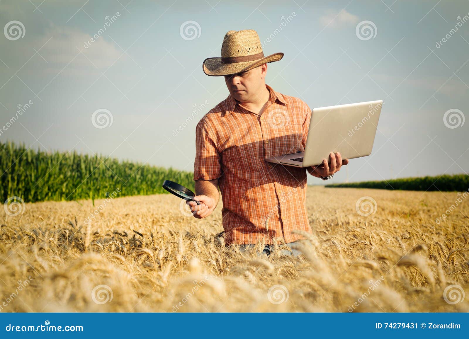 Farmer Checks the Wheat Grain in the Field Stock Image - Image of ...