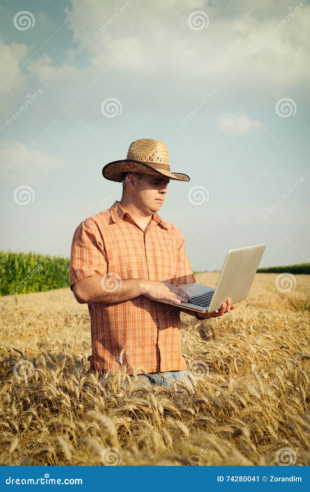 Farmer Checks the Wheat Grain in the Field Stock Image - Image of ...