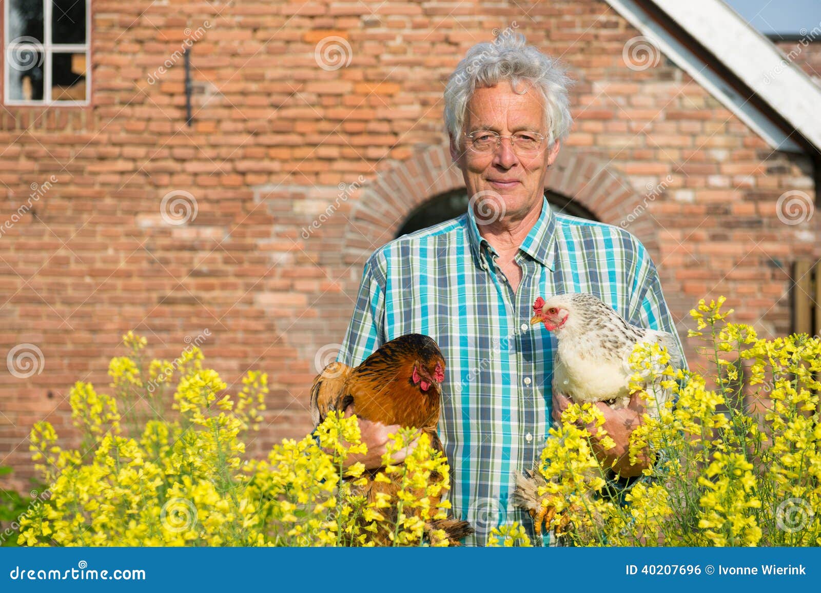 Farmer with chickens stock photo. Image of agriculturist - 40207696