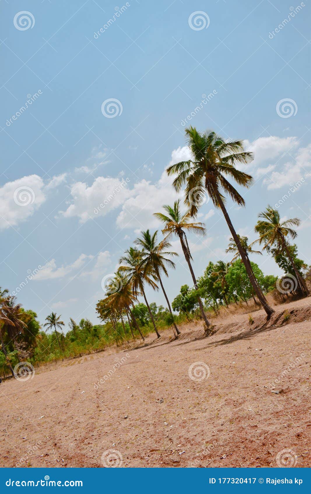 Farmer Coconut Tree Village Lifestyle Stock Image - Image of farmer ...
