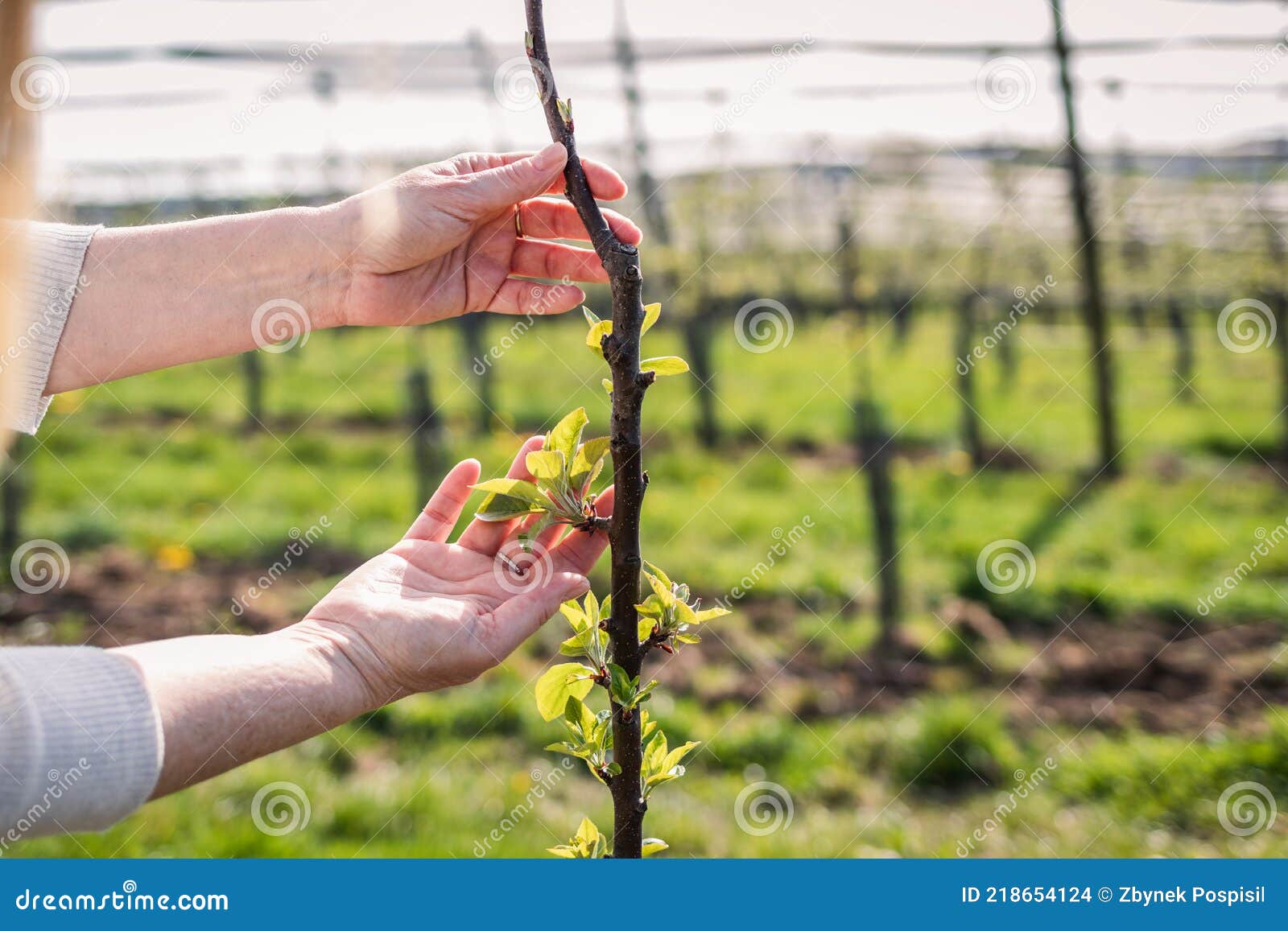 Farmer Control Apple Tree Sapling in Fruit Orchard Stock Photo - Image ...