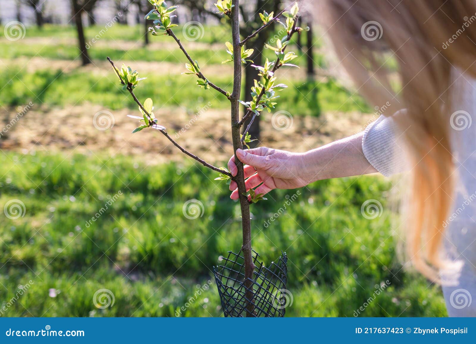 Farmer Control Plum Tree Sapling in Fruit Orchard at Springtime Stock ...