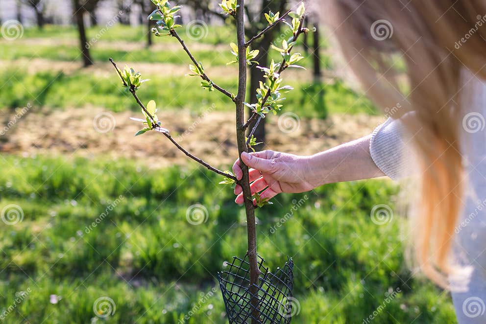 Farmer Control Plum Tree Sapling in Fruit Orchard at Springtime Stock ...