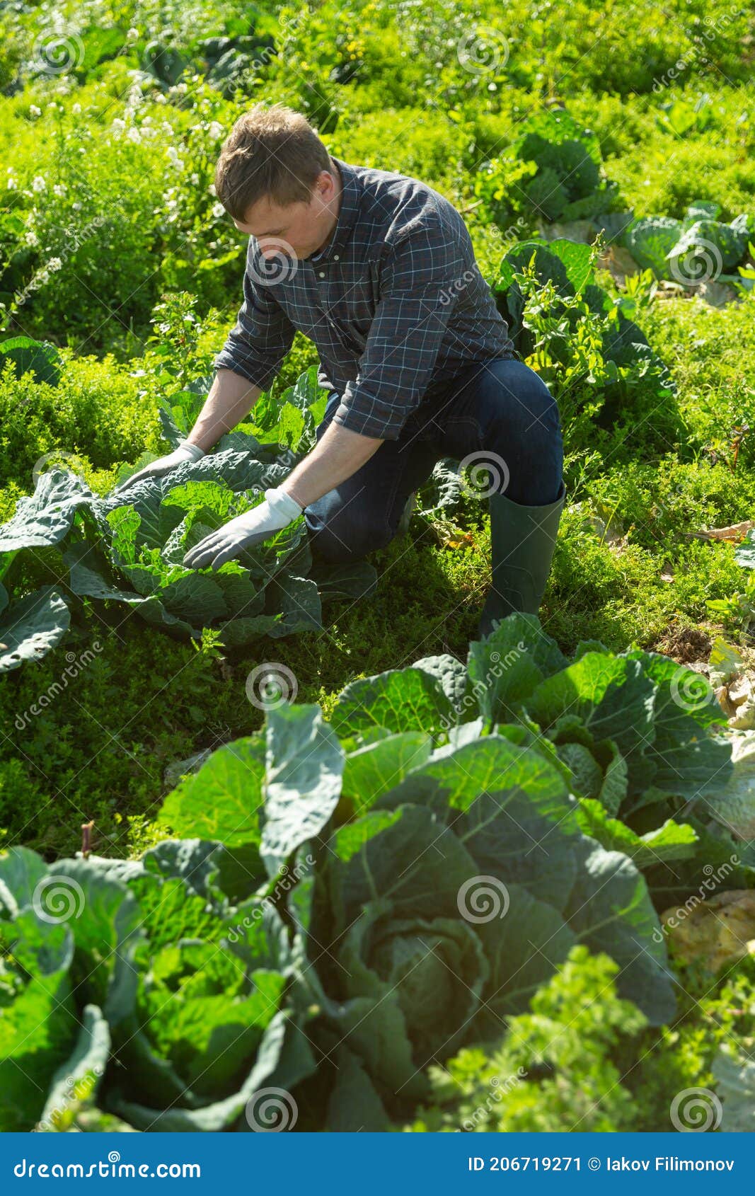 Farmer Controlling Ripening Cabbage Stock Image - Image of green ...