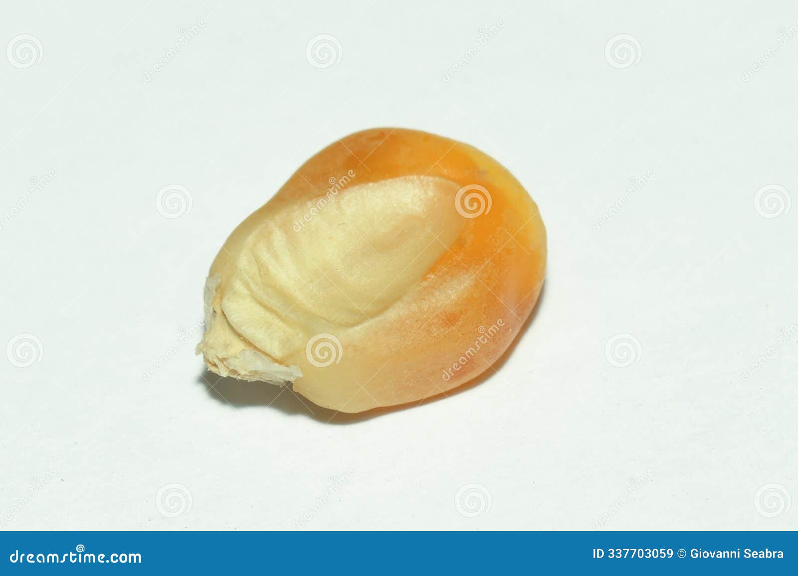 Farmer Corn Cement, Corn Grain Isolated on White Background Stock Image ...