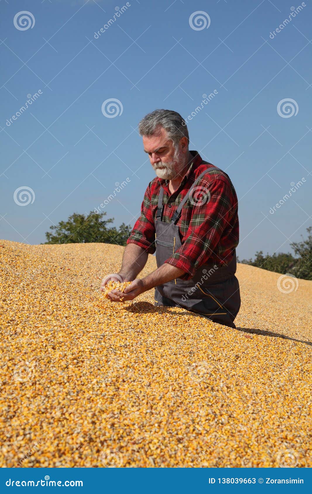 Farmer and Corn Crop Pile after Harvest Stock Image - Image of nature ...