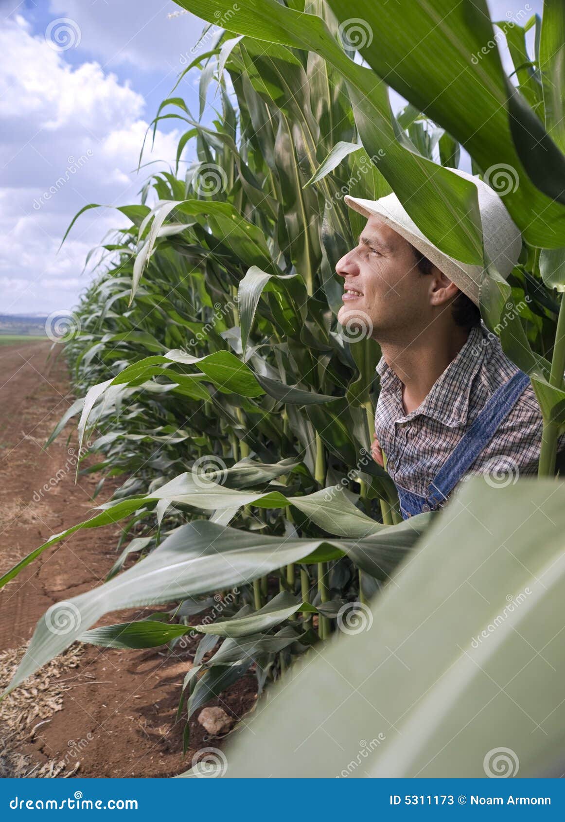 Farmer in a corn field stock image. Image of crop, farmer - 5311173