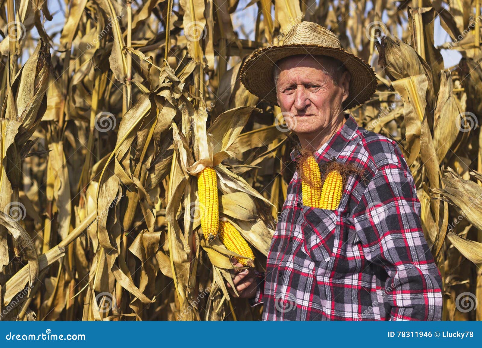 Farmer in corn field stock photo. Image of harvest, corn - 78311946
