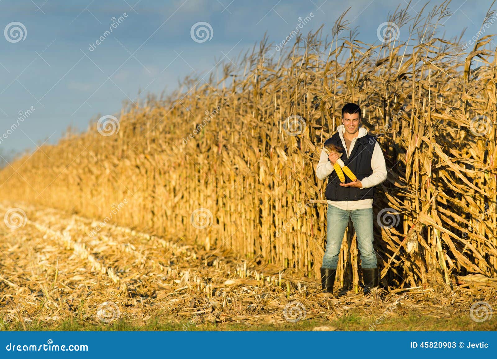 Farmer in corn field stock image. Image of cereal, farming - 45820903