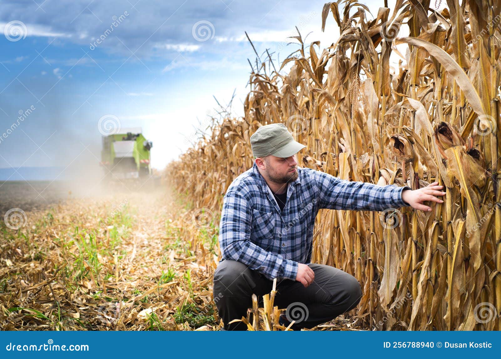 Young Farmer in Corn Fields Stock Photo - Image of sunset, farmland ...