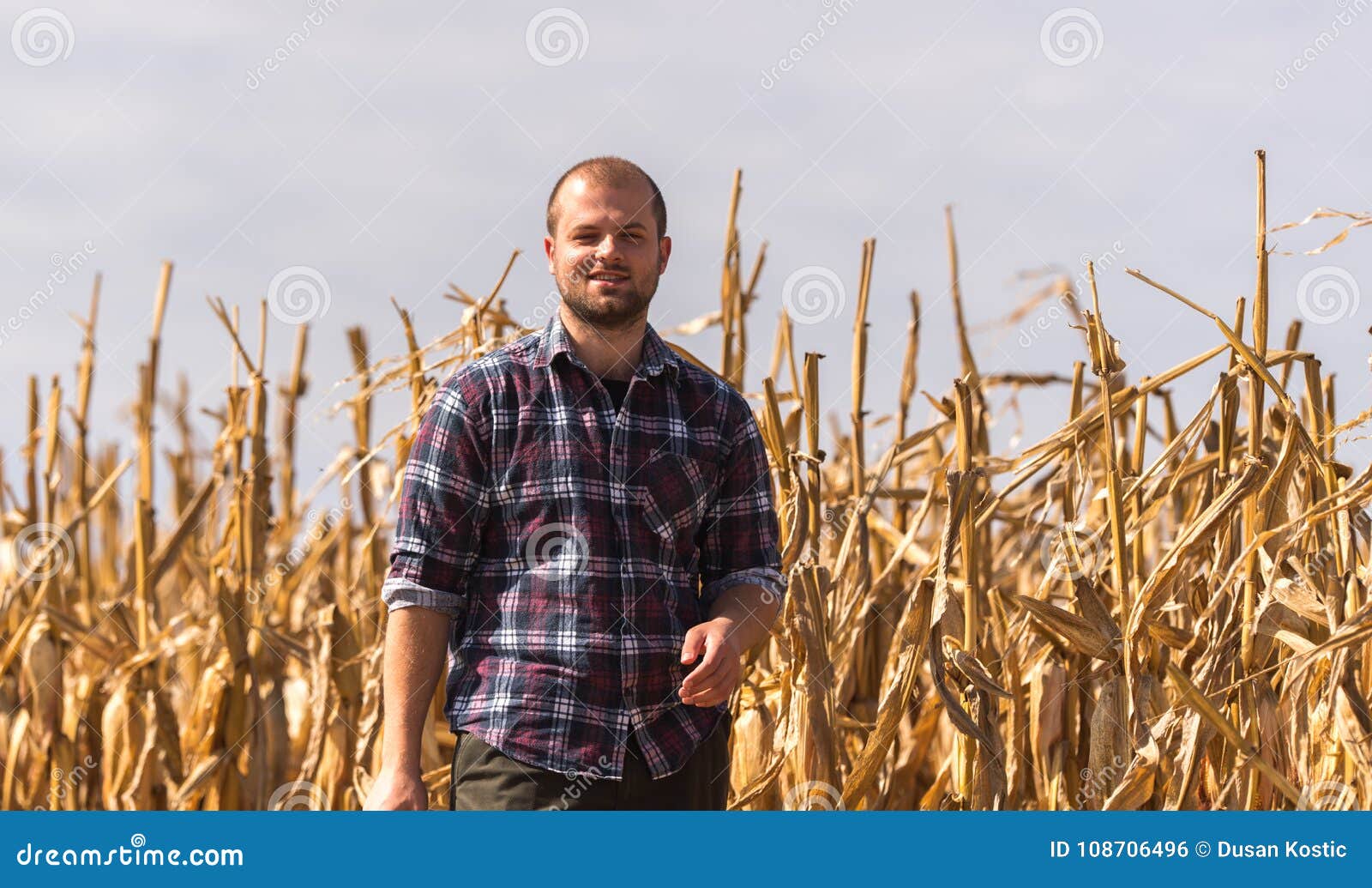 Farmer in corn fields stock photo. Image of agronomy - 108706496